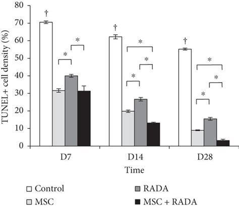 A Fluorescent Tunel Staining And B Quantification Of Tunel Positive