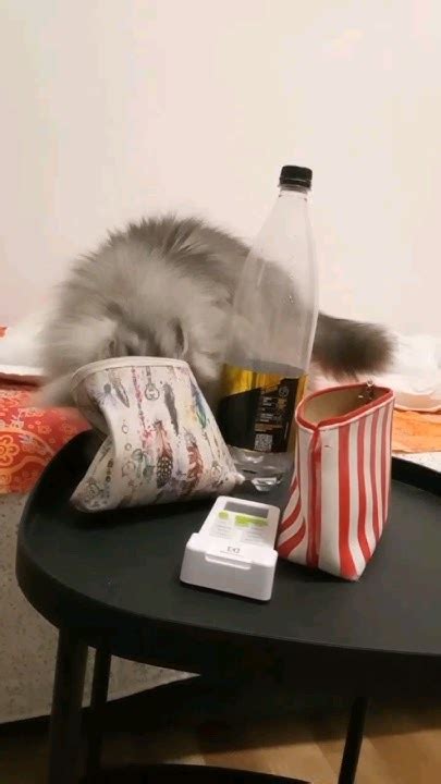 Fluffy Being Too Curious Youtube