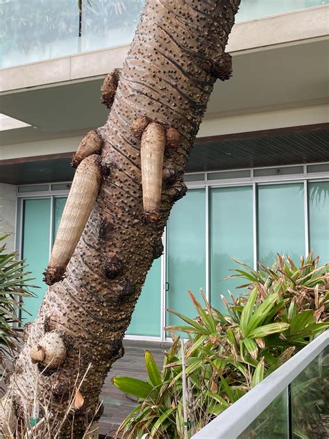 Failed Tree Root Rmildlypenis
