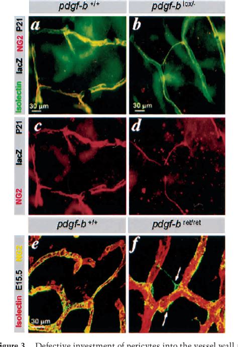 Structure Of Glomerular Mesangium Semantic Scholar