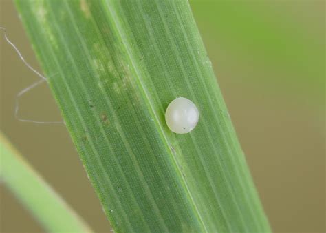 Swarthy Skipper Alabama Butterfly Atlas