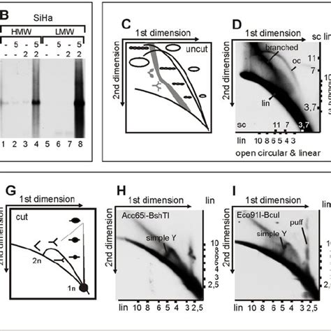 Dna Replication Of The Integrated Hpv Takes Place At Specific Nuclear