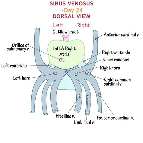 Sinus Venosus Fig Ure 2 Objectives For Transcatheter Repair Of Sinus