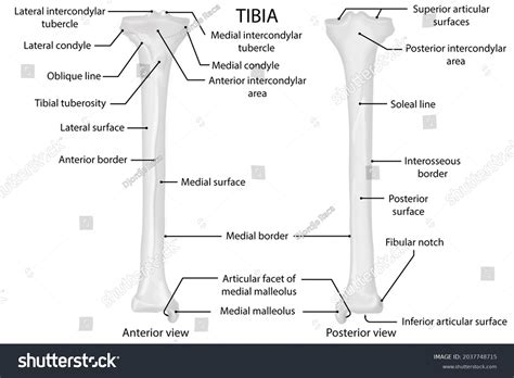 Tibia Bone Posterior View