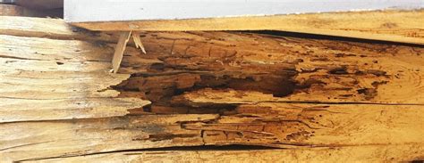 How To Repair Insect Damage To Log Homes In Frederick Maryland