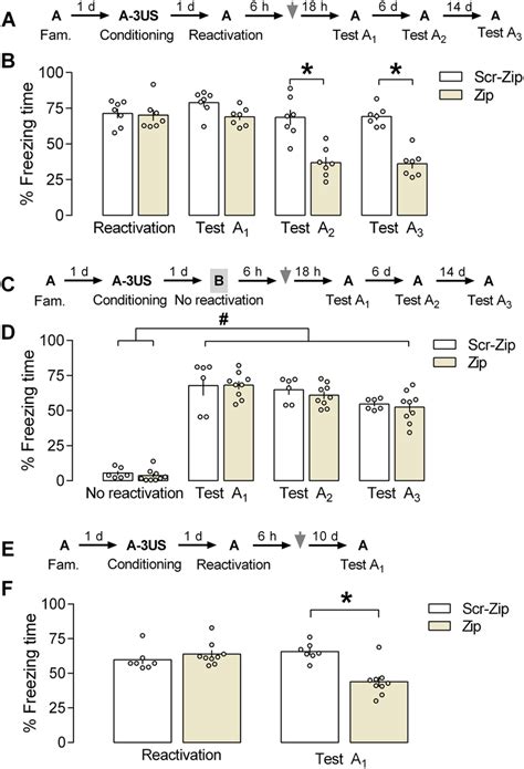 Effects Of Prelimbic Pl Cortex Pkmζ Inhibition By Zip On The Download Scientific Diagram