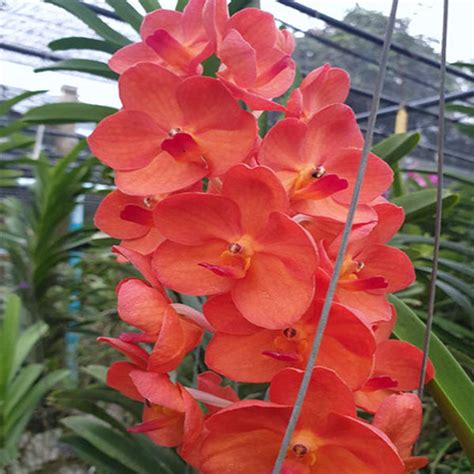 Vanda Orchid Plant Ascdafuchs Sunset Mature