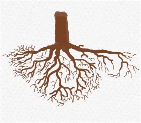 Root Systems Database Orchard Of Flavours