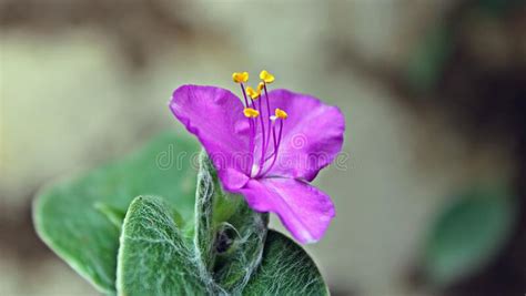 A Fresh And Young Flower At Home Stock Image Image Of Green Blossom