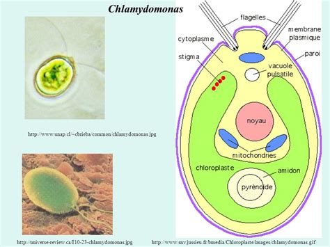 Chlamydomonas Slide Labeled