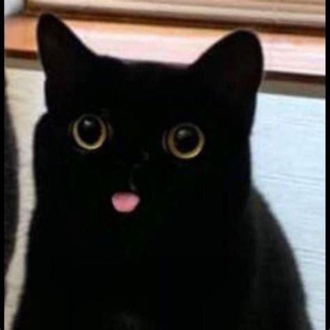 Black Cat Memes Angry Black Cat Meme  Angry Black Cat Meme