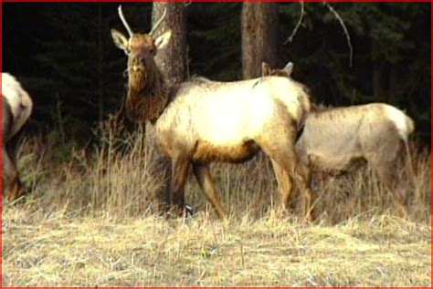 Cns Yellowhead Pass American Train Video Reviews