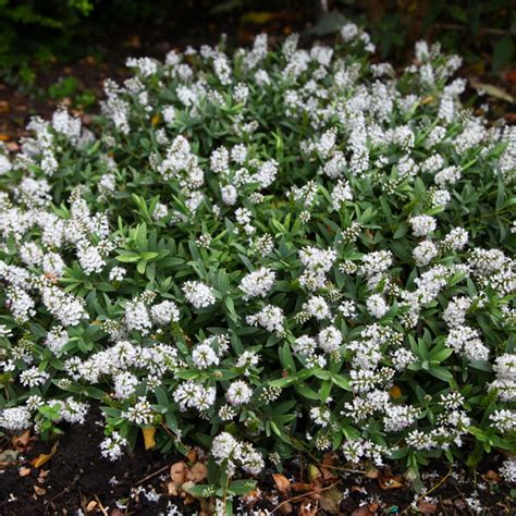 Hebe White Gem Shrubby Veronica Gardeners Dream