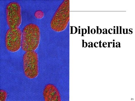 Ppt Bacteria Powerpoint Presentation Free Download Id180445