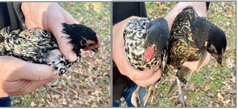 Redirecting To Resourcecommon Crop Issues