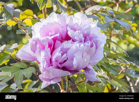 Japanese Tree Peony Paeonia Suffruticosa Shichifukujin Flower Stock
