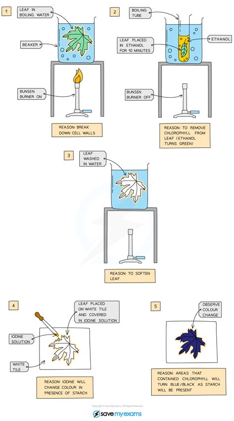 Edexcel Igcse Biology Double Science 复习笔记 2 5 4 Practical Investigating Light And Photosynthesis