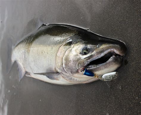Coho Salmon Spawning Colors