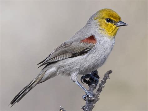 Verdin Ebird