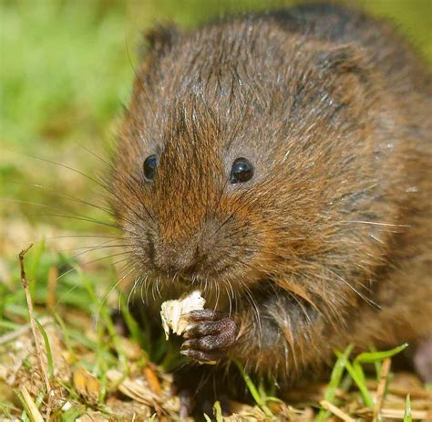 Vole Vs Mouse Key Similarities And Differences Between These Common