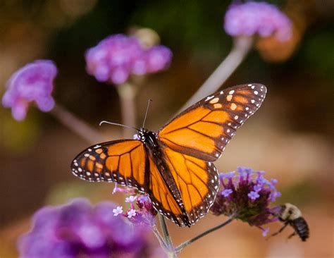 Letter Reducing Light Pollution Protects Pollinators Amherst Indy
