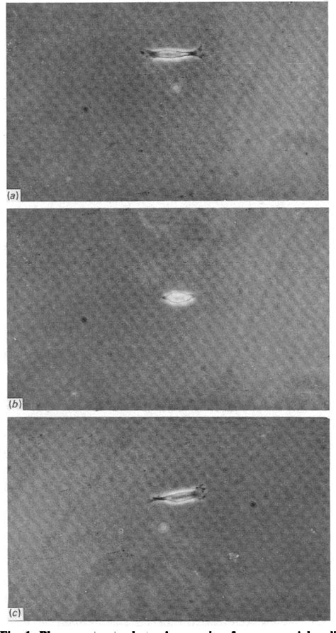 Table 1 From Phorbol Ester Inhibits Arginine Vasopressin Activation Of Phospholipase C And