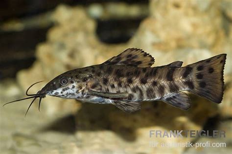 Welse Fischarten Im Überblick Aquaristik Profi