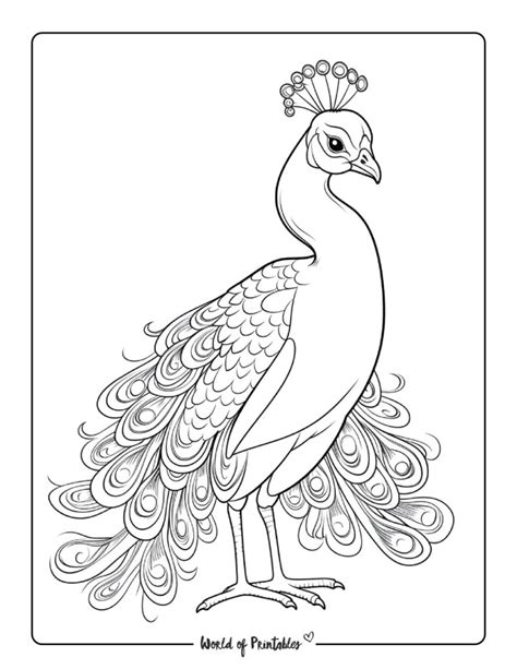 Peacock Coloring Pages World Of Printables