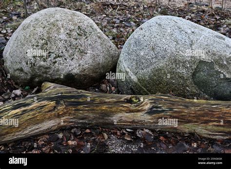 This Close Up Photograph Captures The Rich Textures Of Two Large