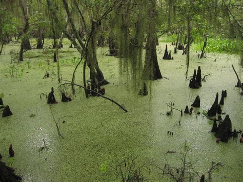 Barataria Preserve Jean Lafitte National Historical Park … Flickr