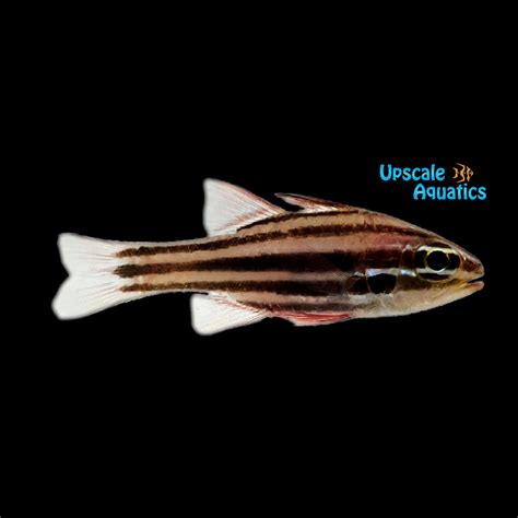 Cardinalfish Upscale Aquatics