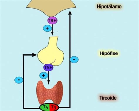 Saiba Tudo Sobre Tireoide De O Que é A Problemas Comuns