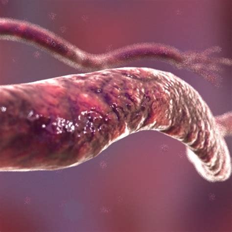 3d Model Spirilium Bacterias