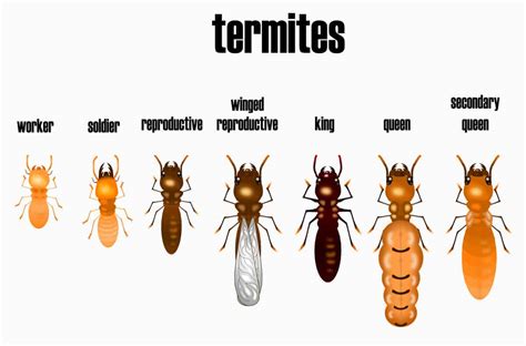 Make Your Home Termite Free With These Termite Prevention Tips