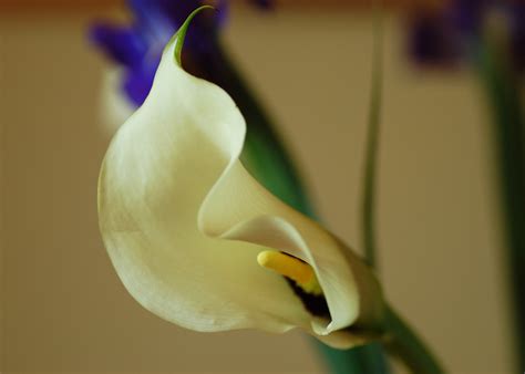 Oca The Art Of Photography Assignment 4 Applying Lighting Techniques