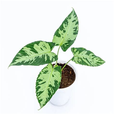 Homalomena Schismatoglottis Neoguineensis Floweringplantnursery