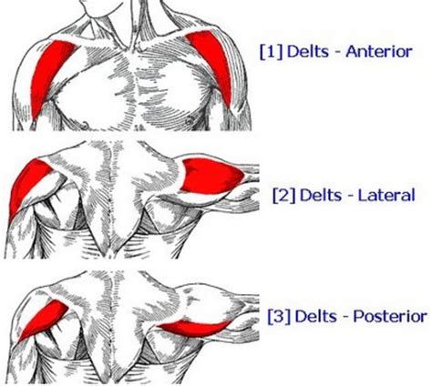 A Review Of P90x Shoulders And Arms Hubpages