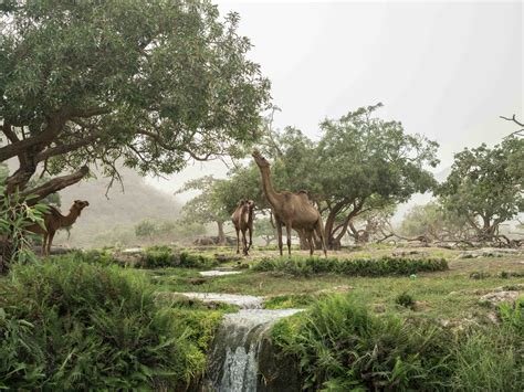 Experience Khareef In Oman With Hawana Salalah Hotels Time Out Dubai