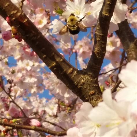 Buzzy Bumbles Smithsonian Photo Contest Smithsonian Magazine