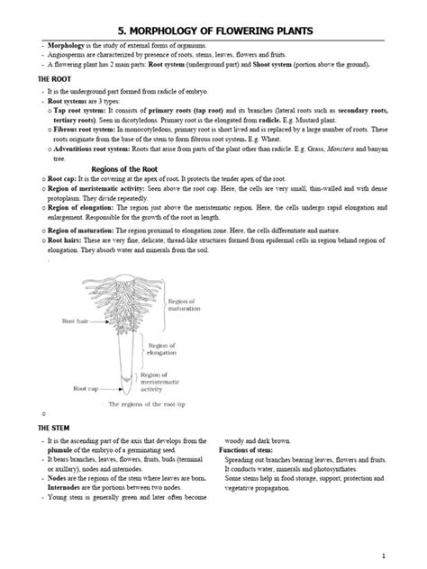 Ready Notes Morphology Of Flowering Plants Pdf Leaf Seed