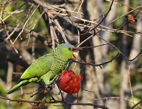Lilac Crowned Parrots