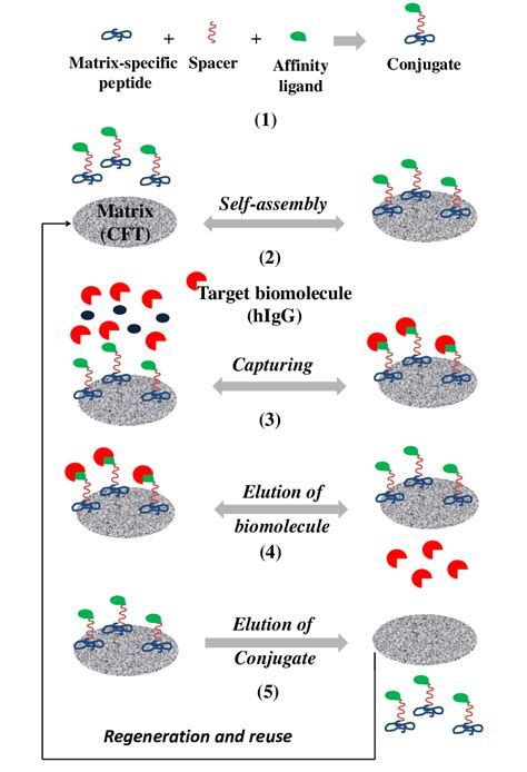 11 A Schematic Diagram Of The Physical Immobilization Of Peptide