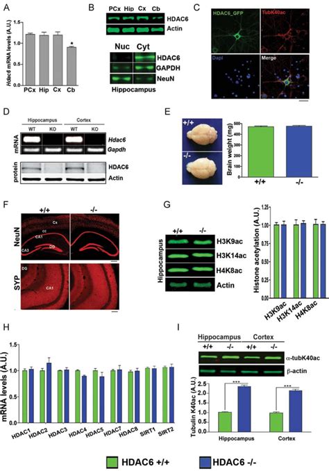 Reducing Hdac6 Ameliorates Cognitive Deficits In A Mouse Model For