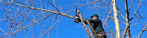 The Art And Science Of Pruning Trees
