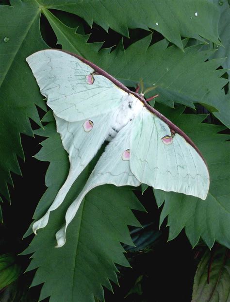 Chinese Moon Moth Actias Dubernardi Male