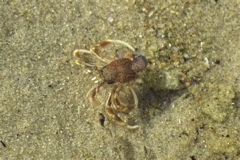 Long Clawed Hermit Crabpagurus Longicarpus