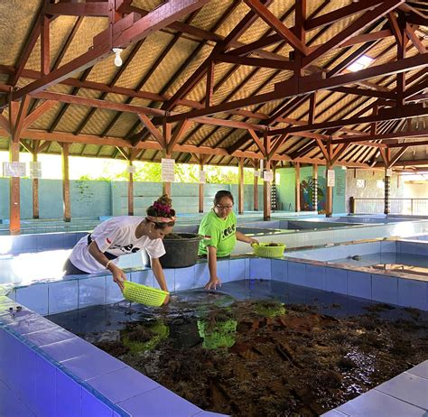Sea Turtle Conservation Center Volunteer In Indonesia 2025