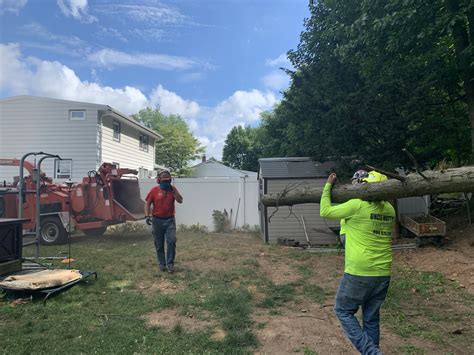 Tree Care In NJ Tree Removal In Huston County NJ
