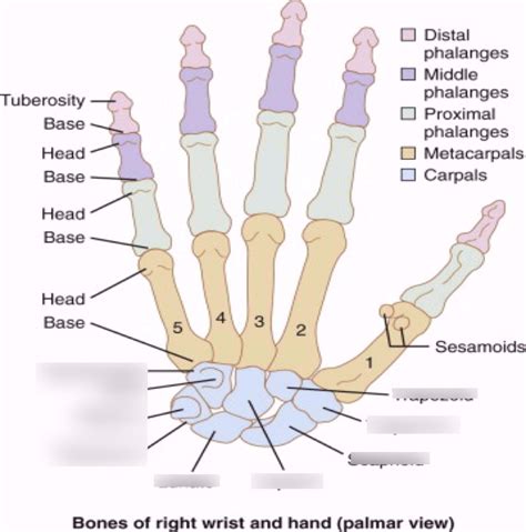 Carpus Diagram At Connie Goodin Blog