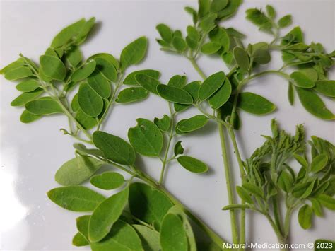 How To Make A Moringa Tea Natural Medication